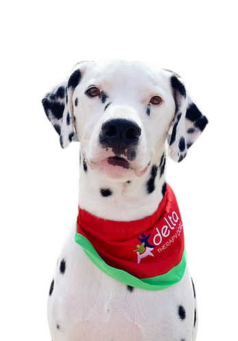 Delta Therapy Dogs | Australia