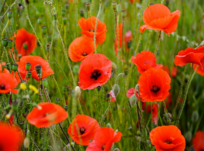 The Lads In Their Hundreds by George Butterworth