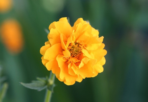 Geum 'Lady Strathenden' | Megan'sHeirloomSeeds