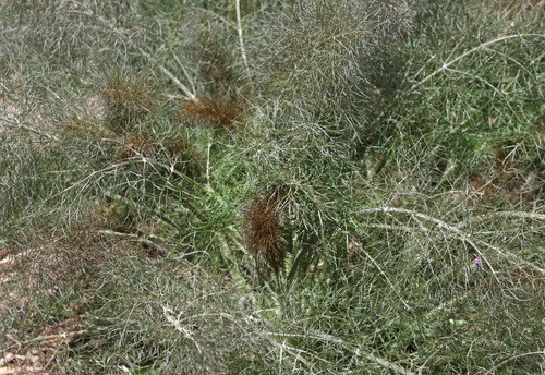 Bronze Fennel 'Smokey' | Megan'sHeirloomSeeds