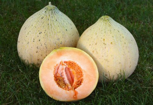 Melon 'Northern Arizona' | Megan'sHeirloomSeeds