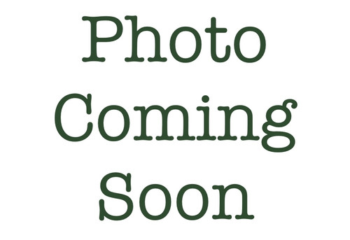 Digitalis purpurea 'Monstrosa Purple' | Megan'sHeirloomSeeds