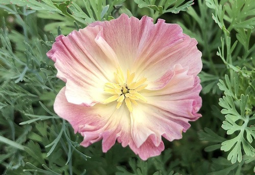 California Poppy 'Ballerina Mix' | Megan'sHeirloomSeeds