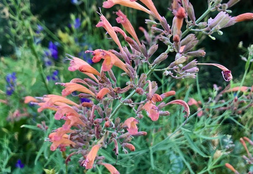 Agastache rupestris 'Apache Sunset' | Megan'sHeirloomSeeds