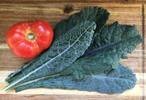 Kale 'Dazzling Blue' | Megan'sHeirloomSeeds