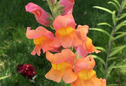 Snapdragon 'Orange Wonder' | Megan'sHeirloomSeeds
