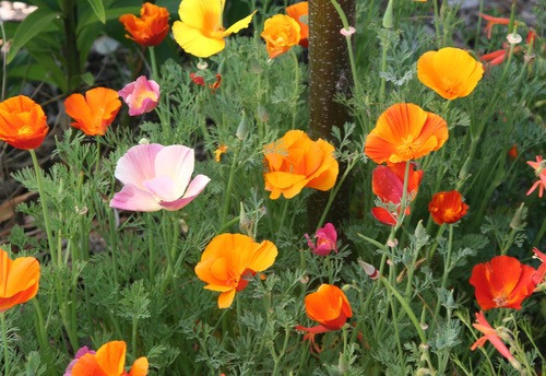California Poppy 'Mix' | Megan'sHeirloomSeeds