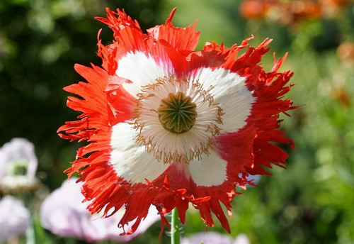 Poppy 'Danish Flag' | Megan'sHeirloomSeeds