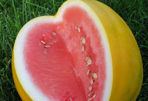 Watermelon 'Royal Golden' | Megan'sHeirloomSeeds
