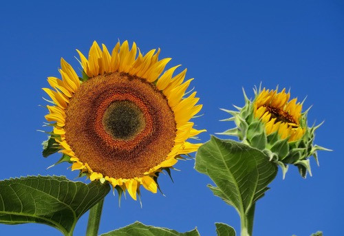 Sunflower 'Taiyo' | Megan'sHeirloomSeeds