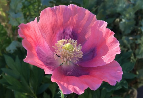 Poppy 'The Giant' | Megan'sHeirloomSeeds