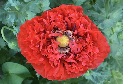 Poppy 'Chima Family Heirloom' | Megan'sHeirloomSeeds