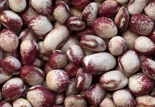 Bean 'Mayflower' (Pole) | Megan'sHeirloomSeeds