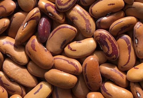 Bean 'Tiger Eye' (Bush) | Megan'sHeirloomSeeds