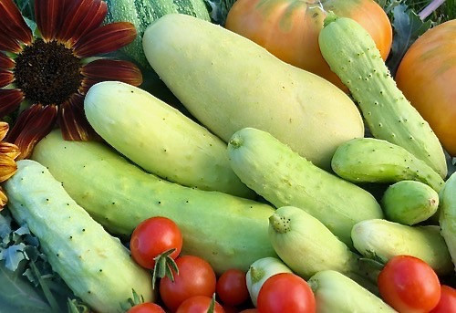 Cucumber 'Poona Kheera' | Megan'sHeirloomSeeds