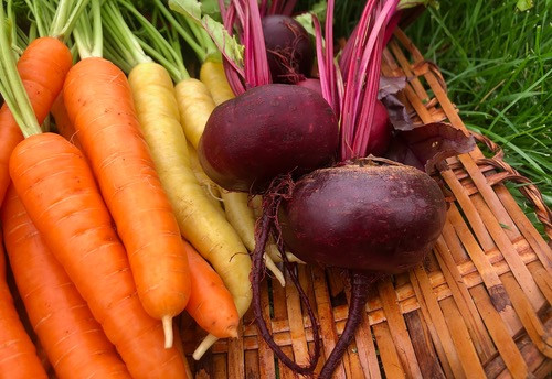 Beet 'Crosby's Egyptian' | Megan'sHeirloomSeeds