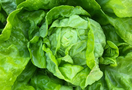 Lettuce 'Tennis Ball' | Megan'sHeirloomSeeds