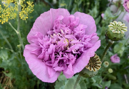 Poppy 'Lavender Dress' | Megan'sHeirloomSeeds