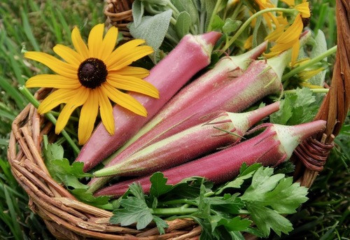 Okra 'Okinawa Pink' | Megan'sHeirloomSeeds