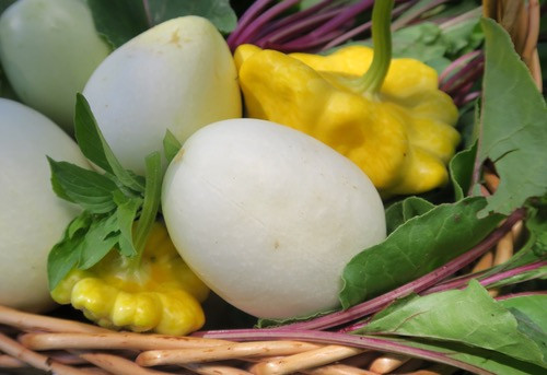 Cucumber 'Dragon Egg' | Megan'sHeirloomSeeds