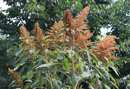 Amaranth 'Golden Giant' | Megan'sHeirloomSeeds