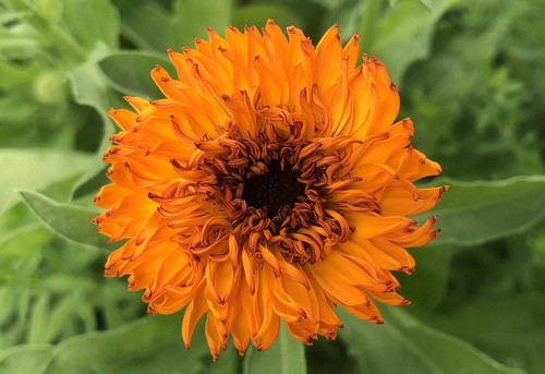 Calendula 'Neon' | Megan'sHeirloomSeeds
