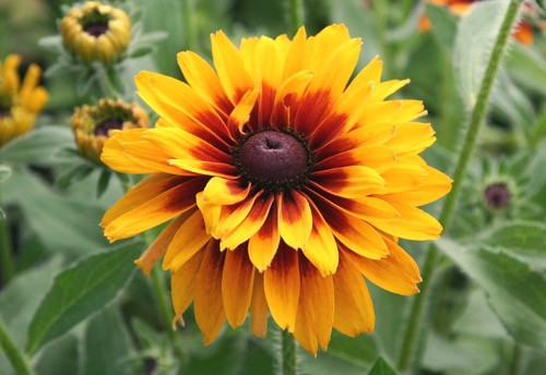 Rudbeckia 'Cherokee Sunset' | Megan'sHeirloomSeeds