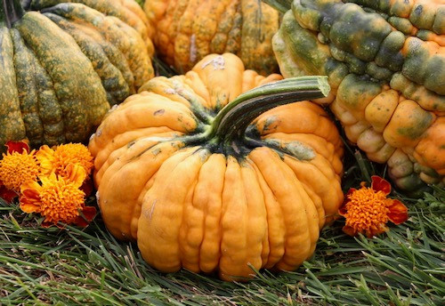 Squash 'Guicoy' | Megan'sHeirloomSeeds