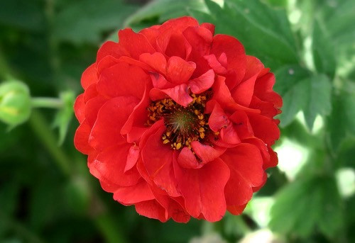 Geum 'Blazing Sunset' | Megan'sHeirloomSeeds