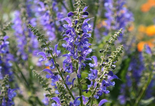 Salvia 'Blue Spires' | Megan'sHeirloomSeeds