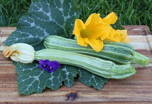 Zucchini 'Costata Romanesco' | Megan'sHeirloomSeeds