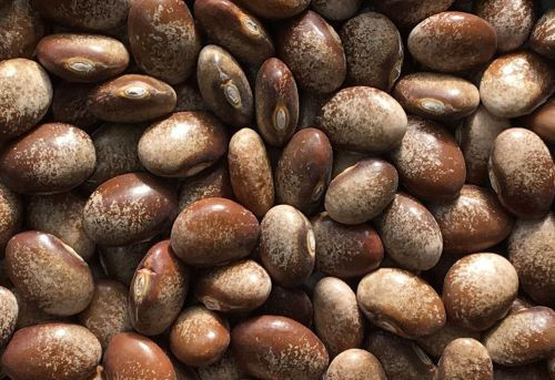 Bean 'Turkey Craw' (Pole) | Megan'sHeirloomSeeds