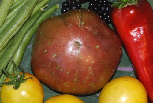 Tomato 'True Black Brandywine' | Megan'sHeirloomSeeds