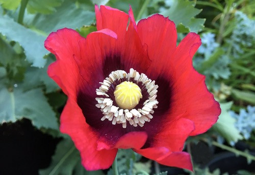 Poppy 'Pepperbox' | Megan'sHeirloomSeeds