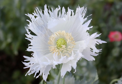Poppy 'Amphora Snowflake' | Megan'sHeirloomSeeds