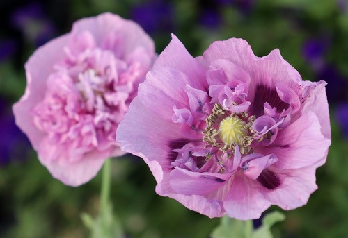 Poppy 'Double Purple' | Megan'sHeirloomSeeds