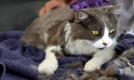 Matt removal and de-shed | Mysite