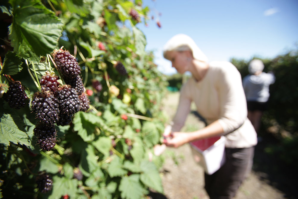 What is a boysenberry?