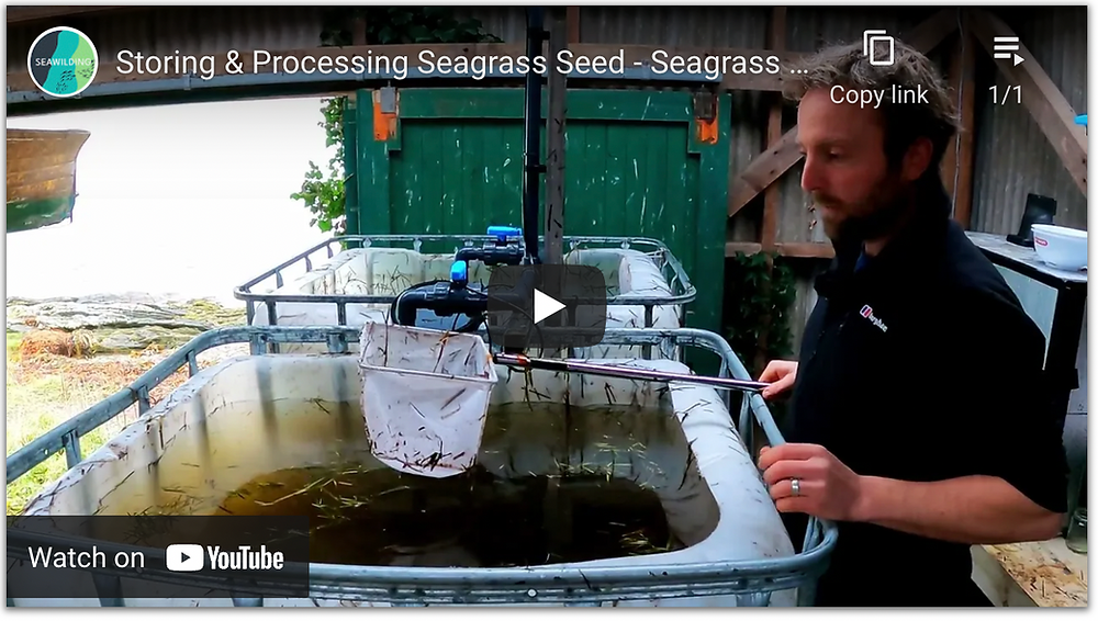 NOW AVAILABLE! A series of practical how-to videos for restoring seagrass