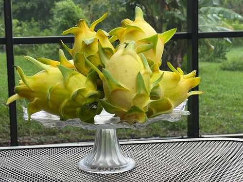 Yellow Dragon Fruit | PalmBeachDragonFruit