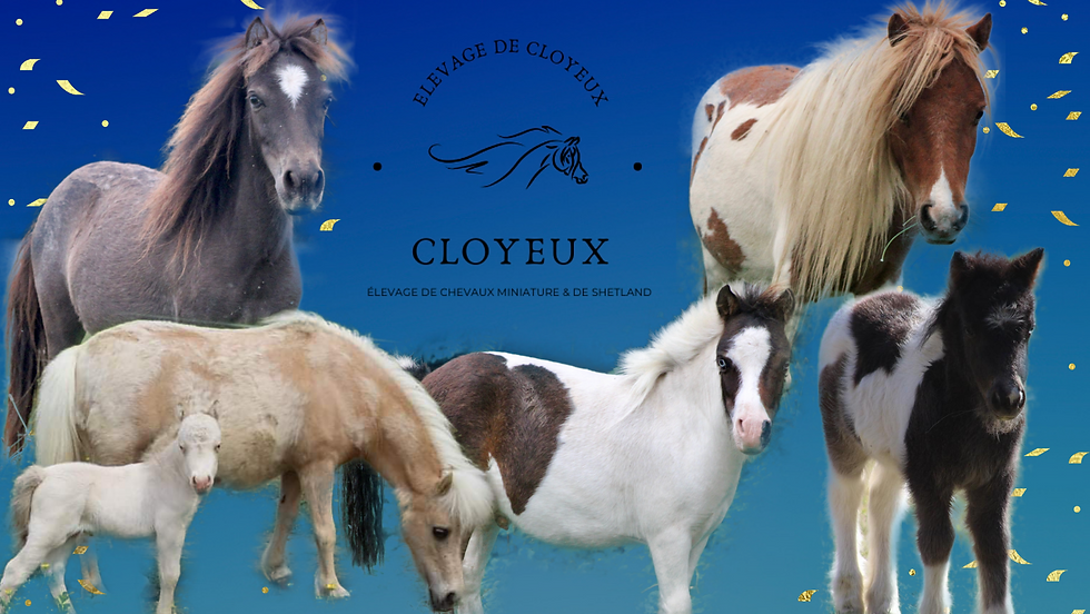 Accueil | Elevage de Cloyeux