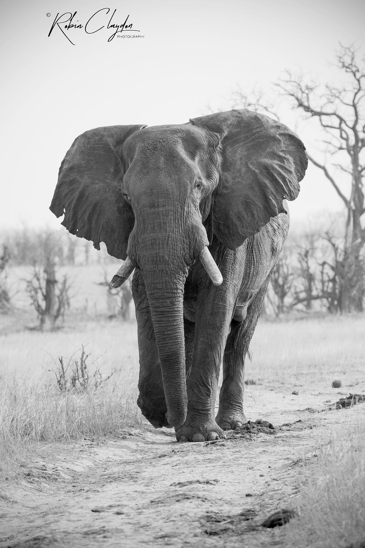 Robin Claydon Photography | Elephants