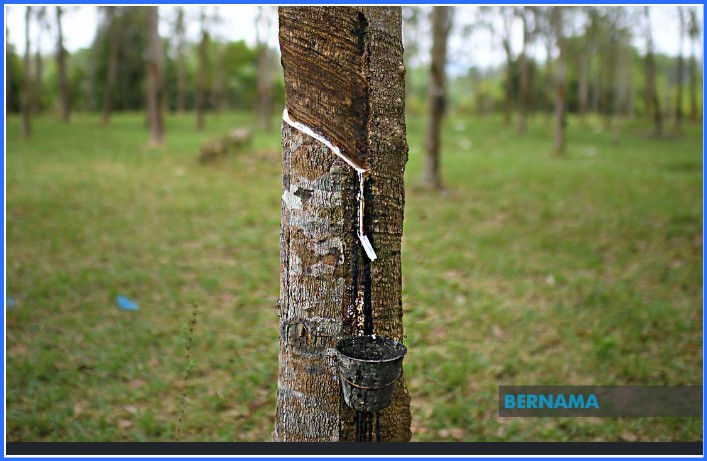 Rubber Market To Turn Cautiously Bullish Next Week On Supply ...