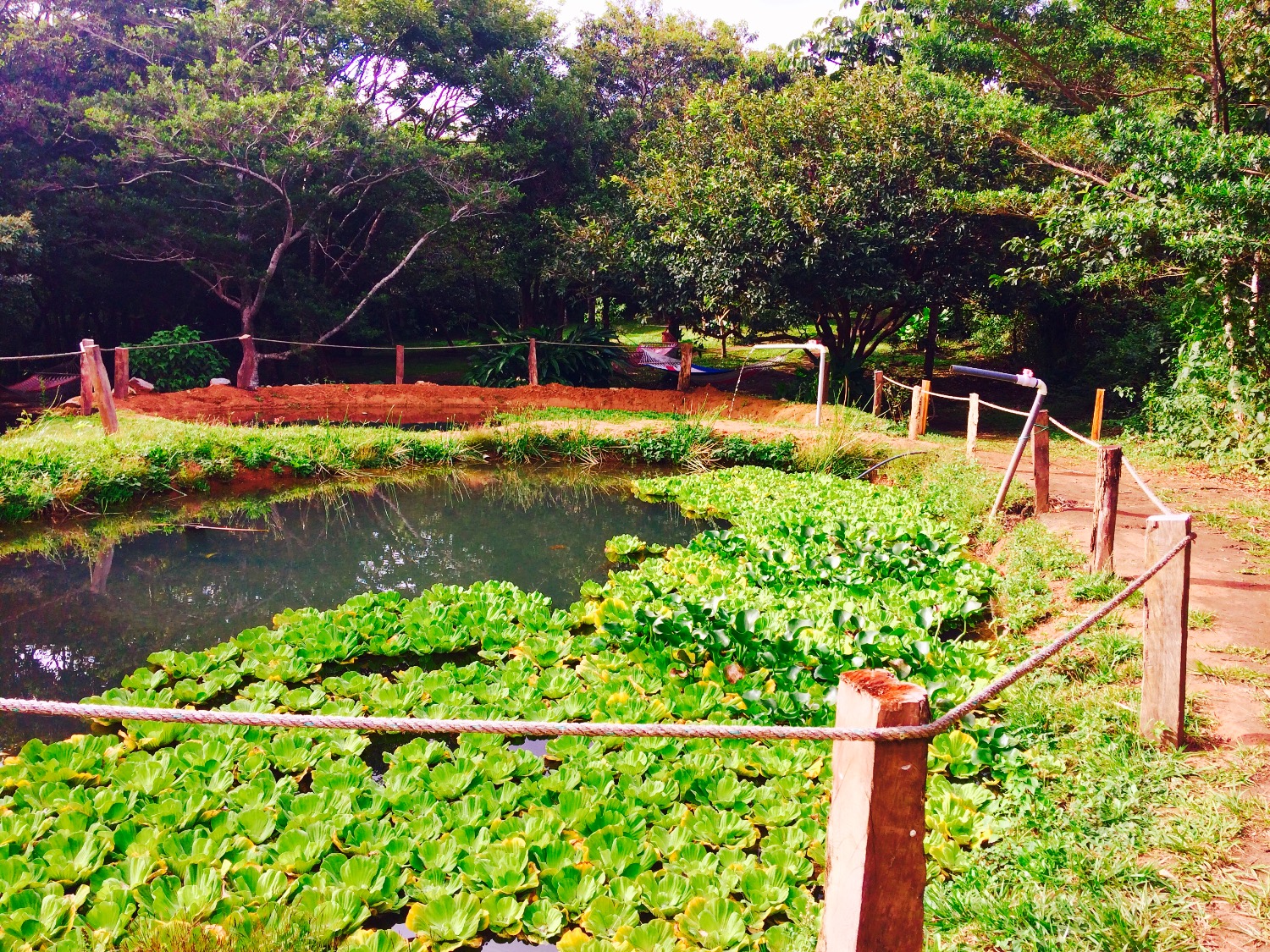 Farm to Table | Costa Rica | Hidden Valley Farm