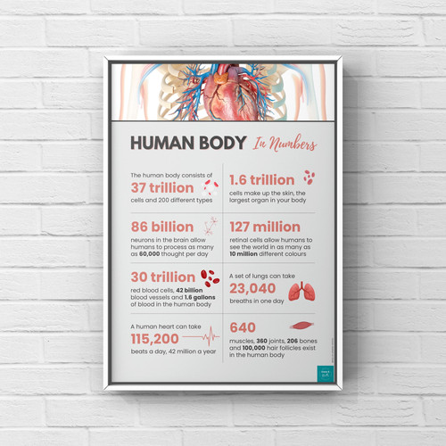 Human Body Infographic Poster | Print | Coco & Bella