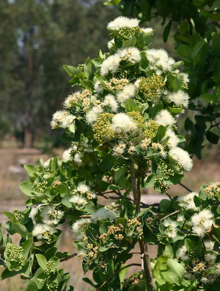 Waterberry Tree (Syzygium cordatum): The Indigenous Shade Tree with ...