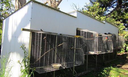 CUSTOM AVIARIES | Fidsnz