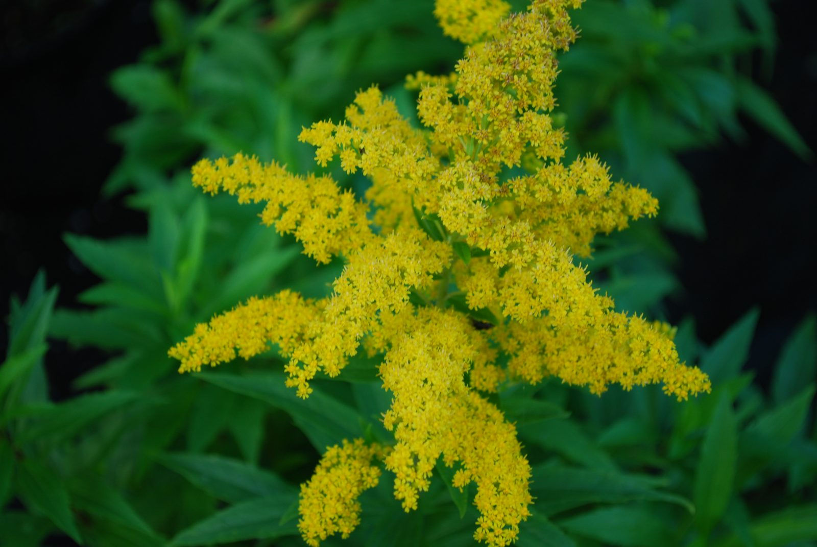Solidago