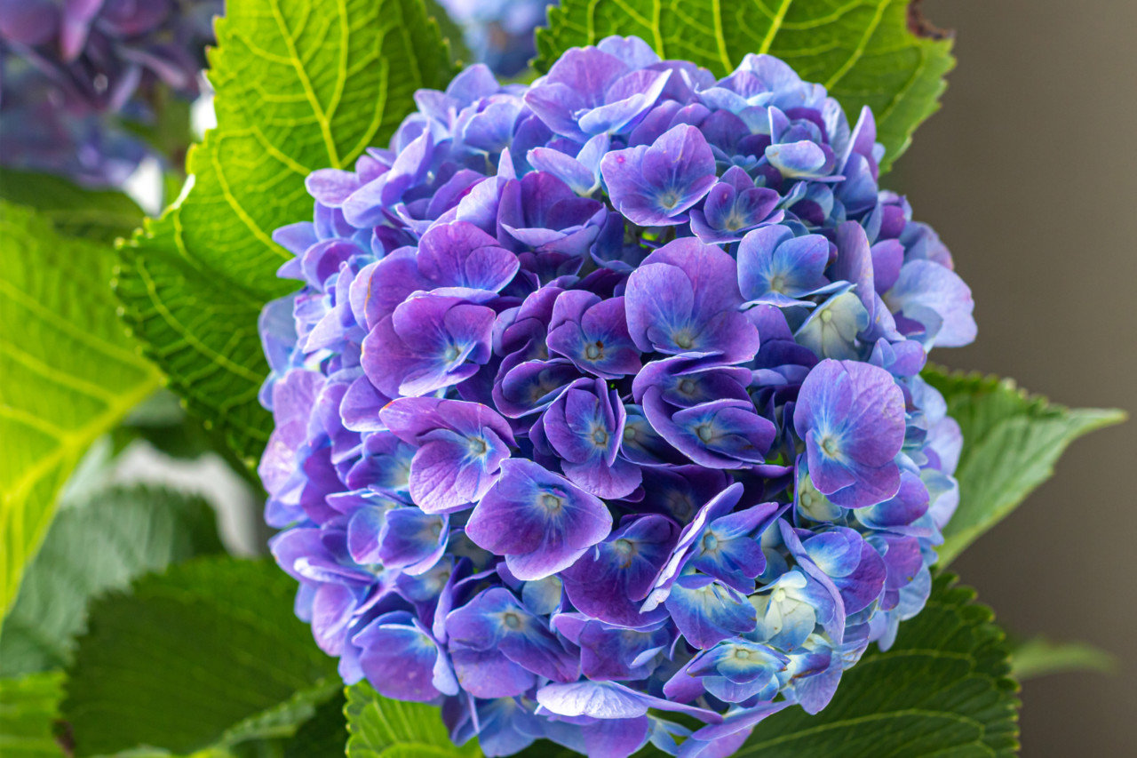 Hortensia