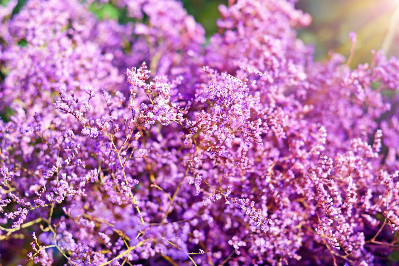 Limonium